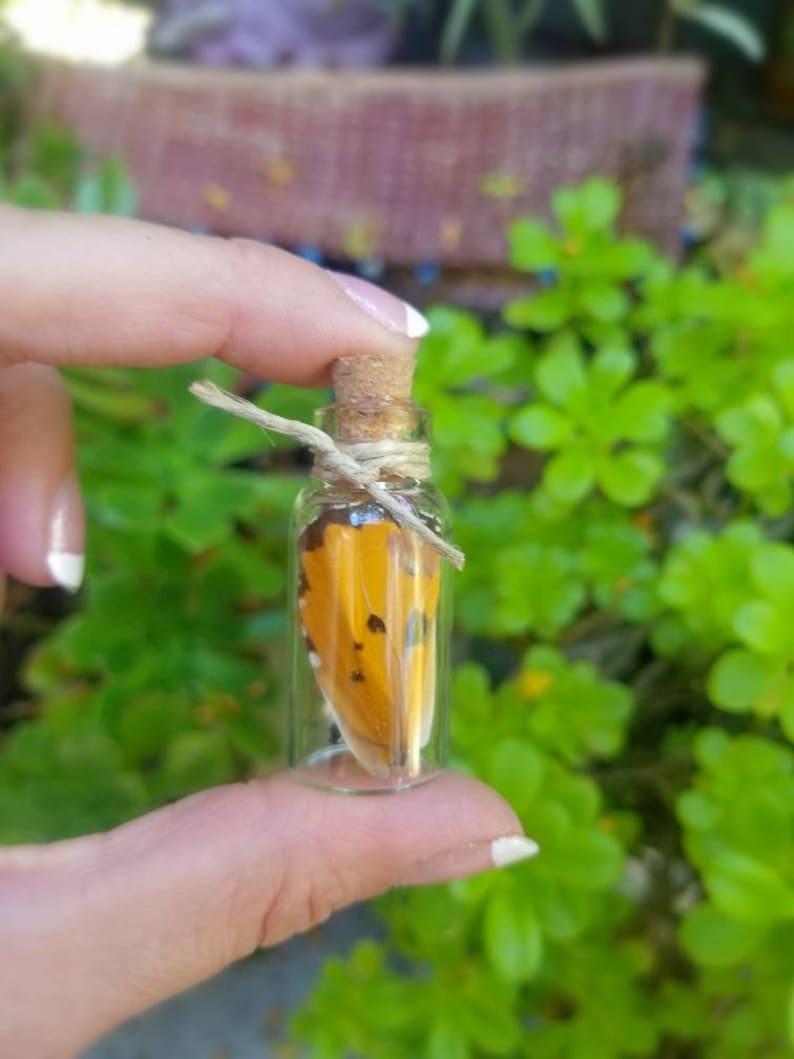 Small Butterfly Wings in a Jar Real Butterfly Wing Specimen - Etsy