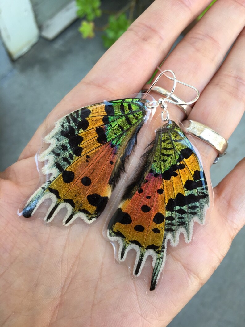 Pink Madagascar Sunset Moth Real Butterfly Wing Earrings | Etsy