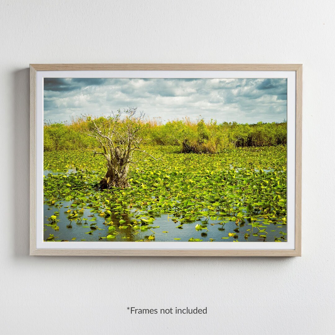 Everglades National Park Fine Art Photo Print | Tropical Florida ...