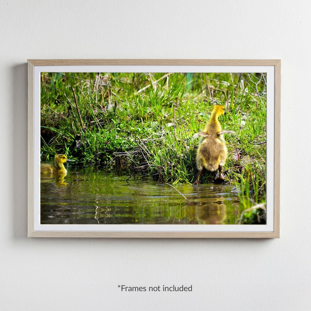 Baby Goslings in Spring - Fine Art Photo Print | Outdoor Springtime ...