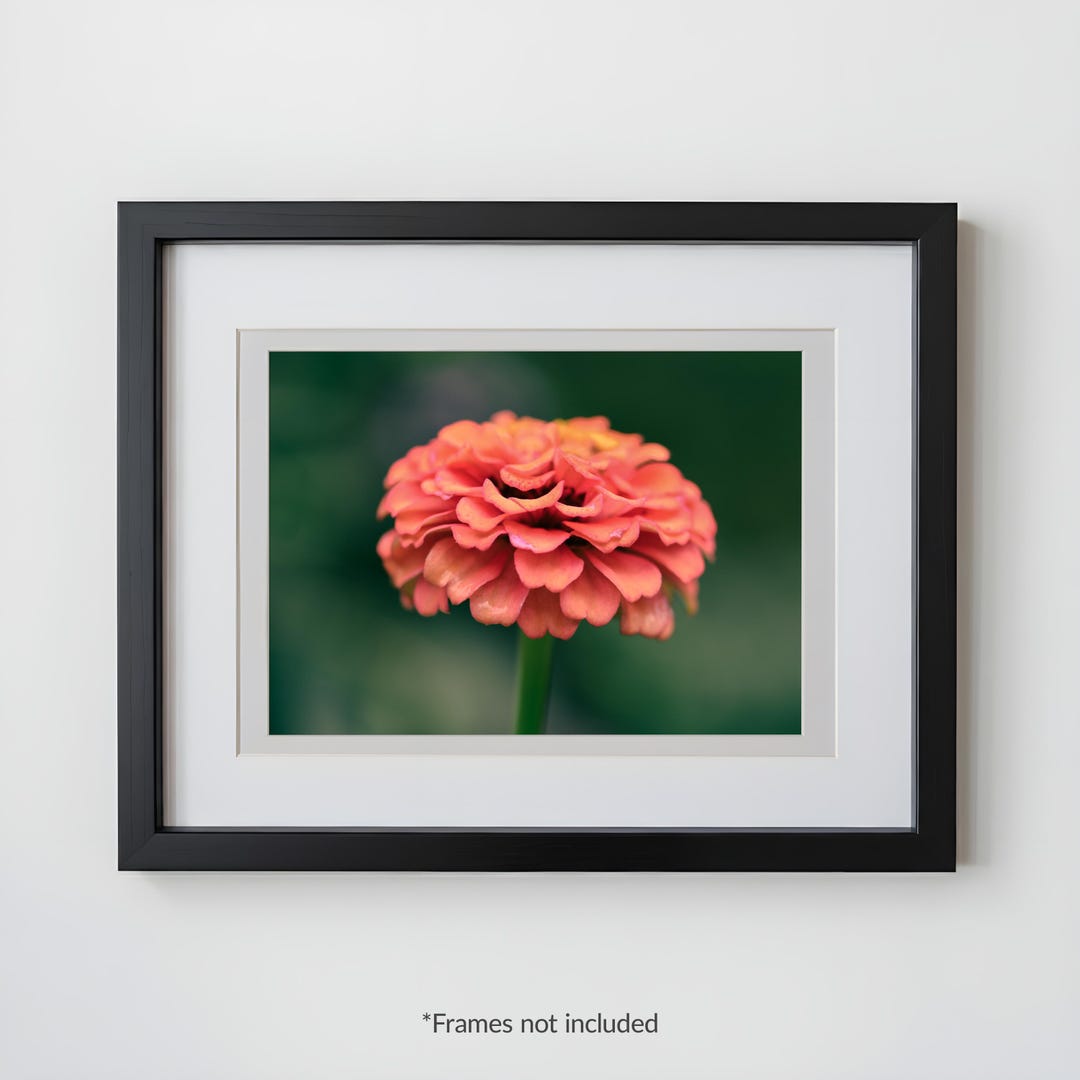 Zinnia in Bloom - Fine Art Photo Print, Red Orange Floral Close Up ...