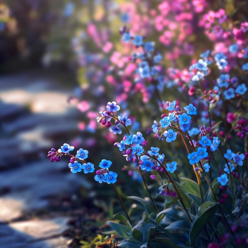 Mixed Color Forget-me-not Flower Seeds – Heirloom Blooms for Cottage ...