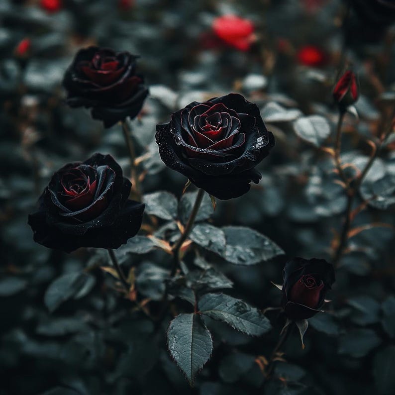 Black Baccara Rose Seeds – Rare Deep Velvet Red Rose for Garden or ...