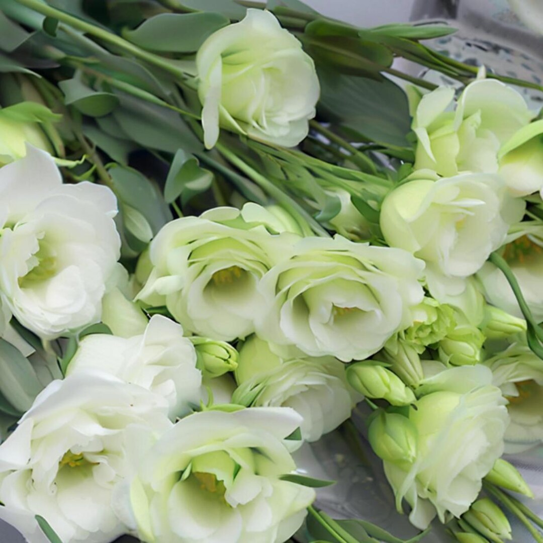 Double-petaled Green Eustoma Seeds - Unique & Rare Green Lisianthus ...
