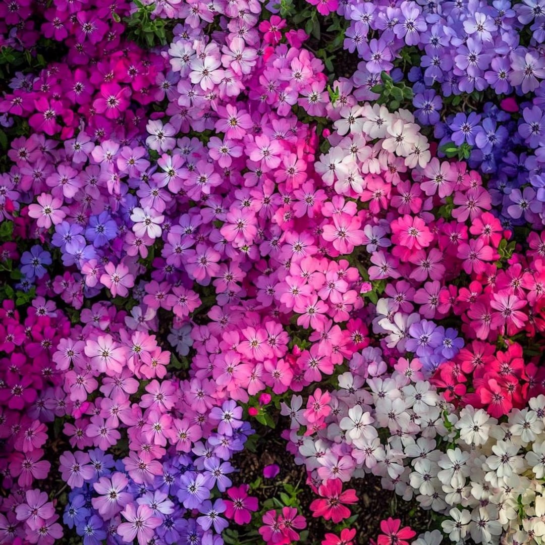 500 Seeds Creeping Phlox Flower Seeds – Mixed Colors Ground Cover ...