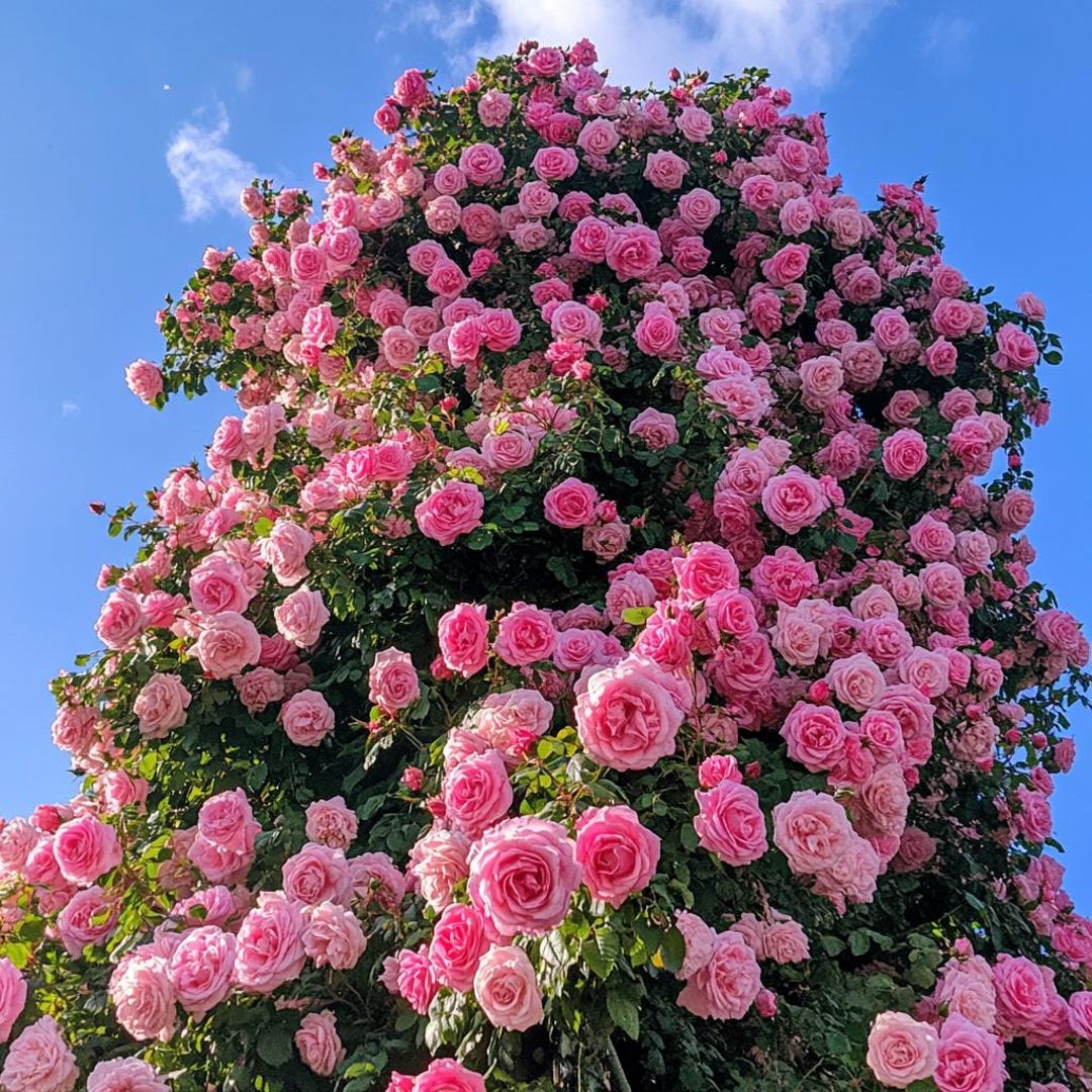 100seeds Pink Climbing Rose Seeds – Romantic Garden Flower for Trellis ...