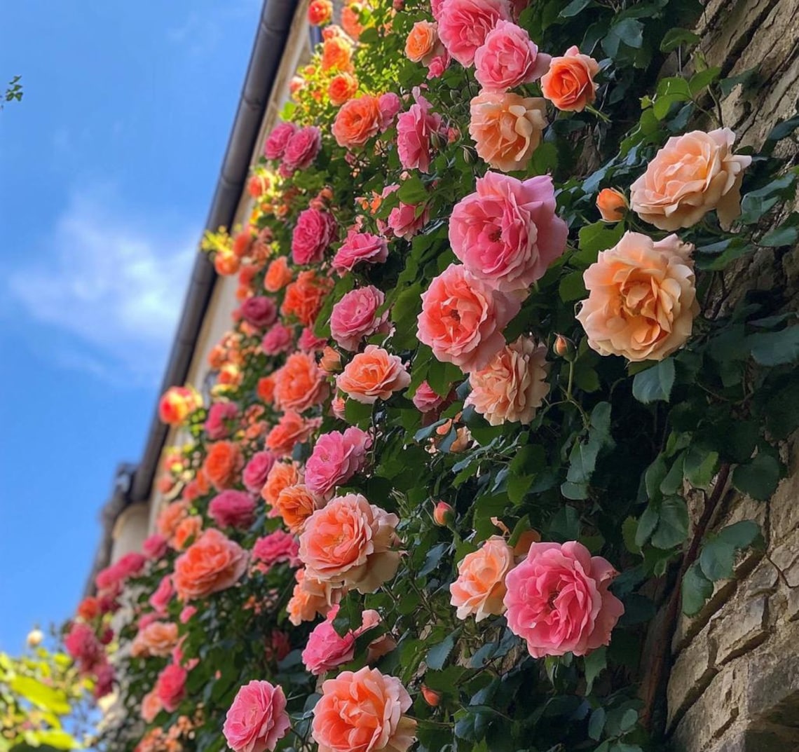 Climbing Rose Seeds for Garden Walls, Fences & Trellises | Fragrant ...