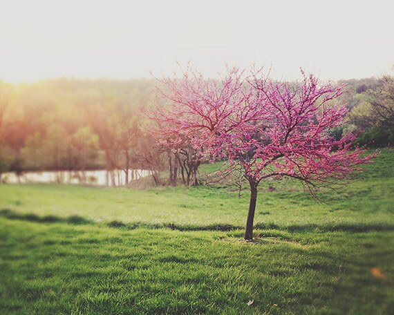 Landscape Photography, Spring Nature Photograph, Red Bud Tree Fine Art ...