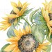 Sunflowers Wall Art, Watercolor Floral Print, Autumn Wall Decor ...