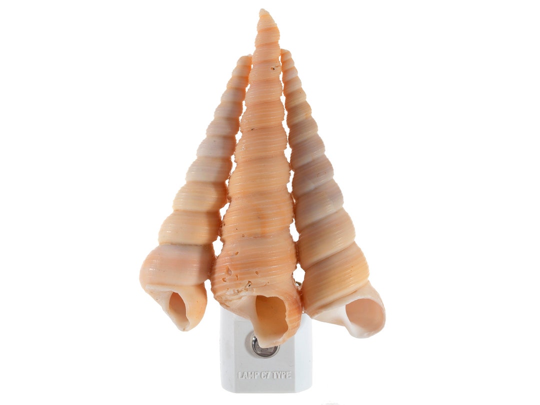 Seashell Night Light Three Shells Unique Nite Lite Handcrafted ...