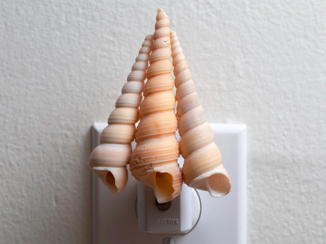 Seashell Night Light - Three Shells Unique Nite Lite - Handcrafted ...