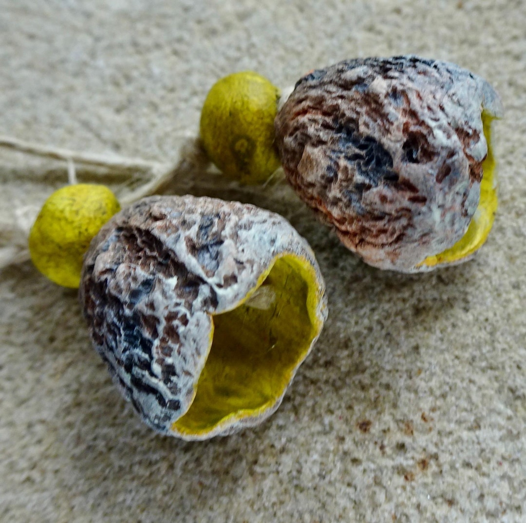 Shell Shore Line Autumn Texture Sculpted Porcelain Pod Bead Set Cream ...