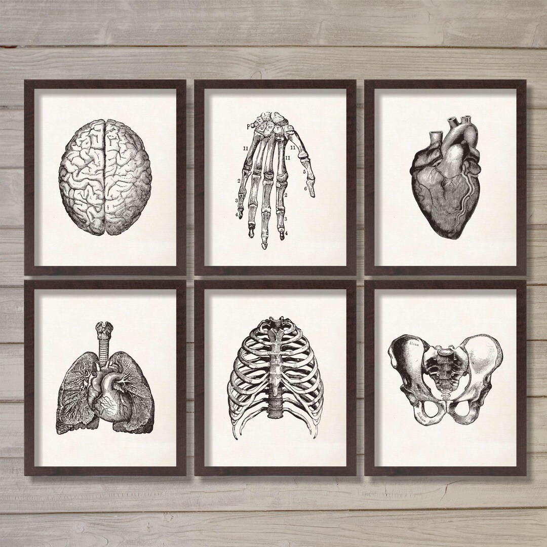 Medical Wall Design - Etsy