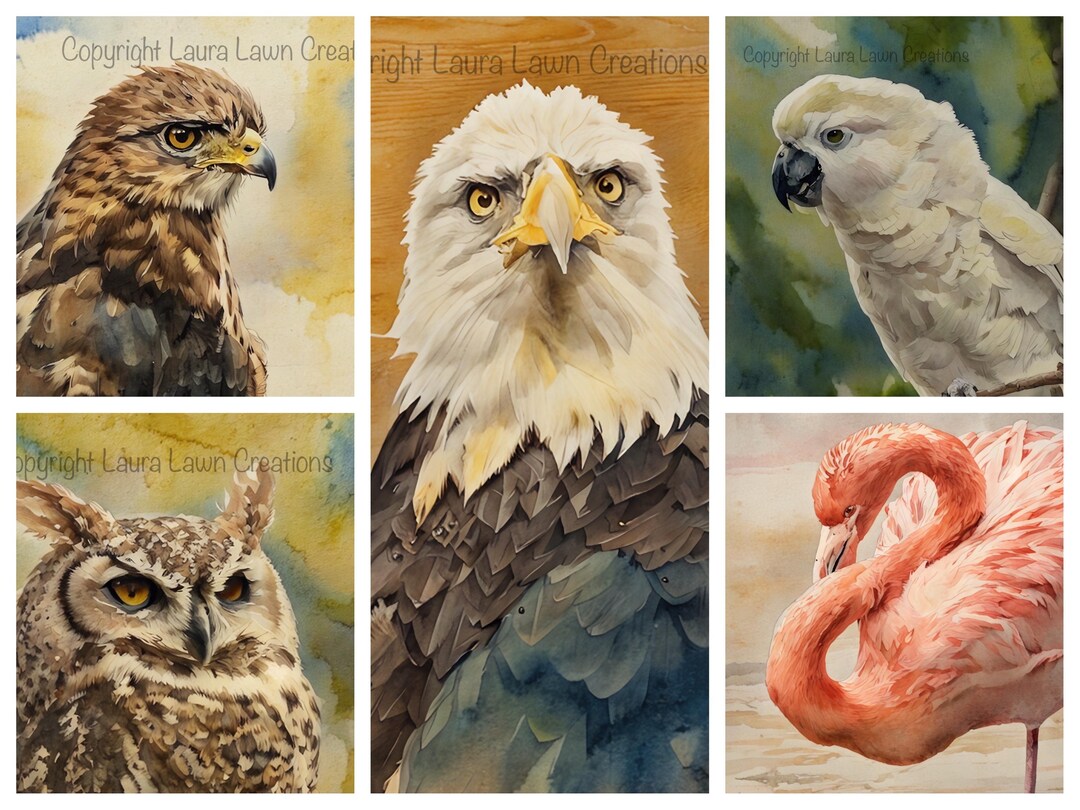 5 Birds Photography Watercolor Art: Eagle, Owl, Falcon, Parrot ...