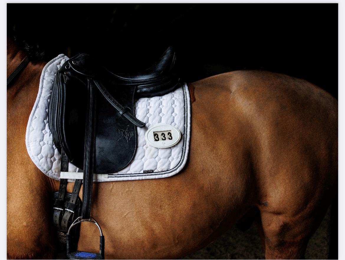 Exclusive Show Numbers for Horses, Show Number, Competition Numbers for ...