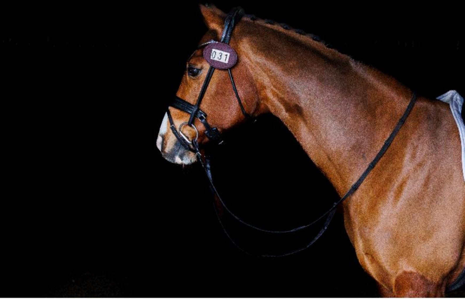 Exclusive Show Numbers for Horses, Show Number, Competition Numbers for ...