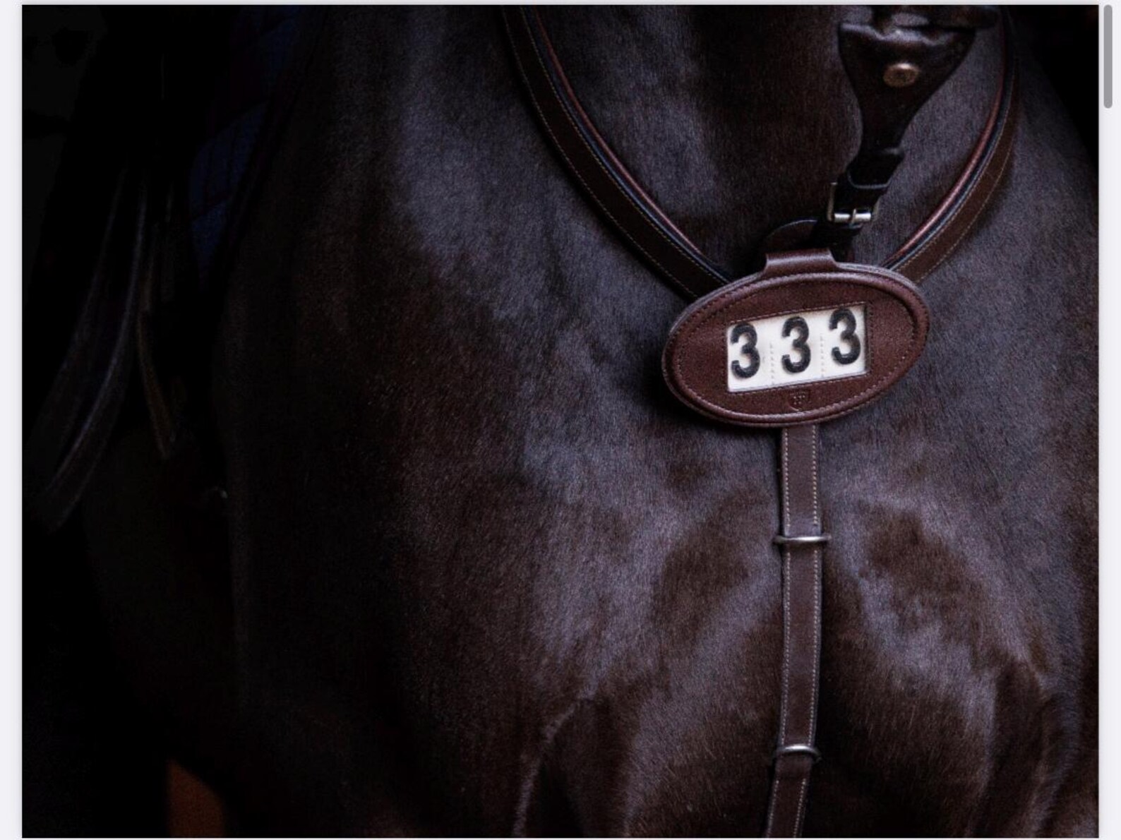 Exclusive Show Numbers for Horses, Show Number, Competition Numbers for ...