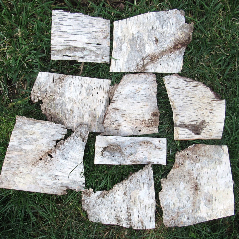 White Birch Bark - Etsy
