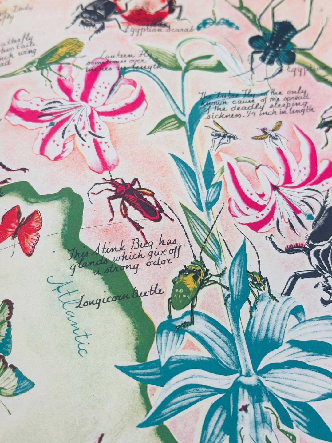 The Book of Insect Oddities – 1938 Hardcover Edition – Rare Collectible ...