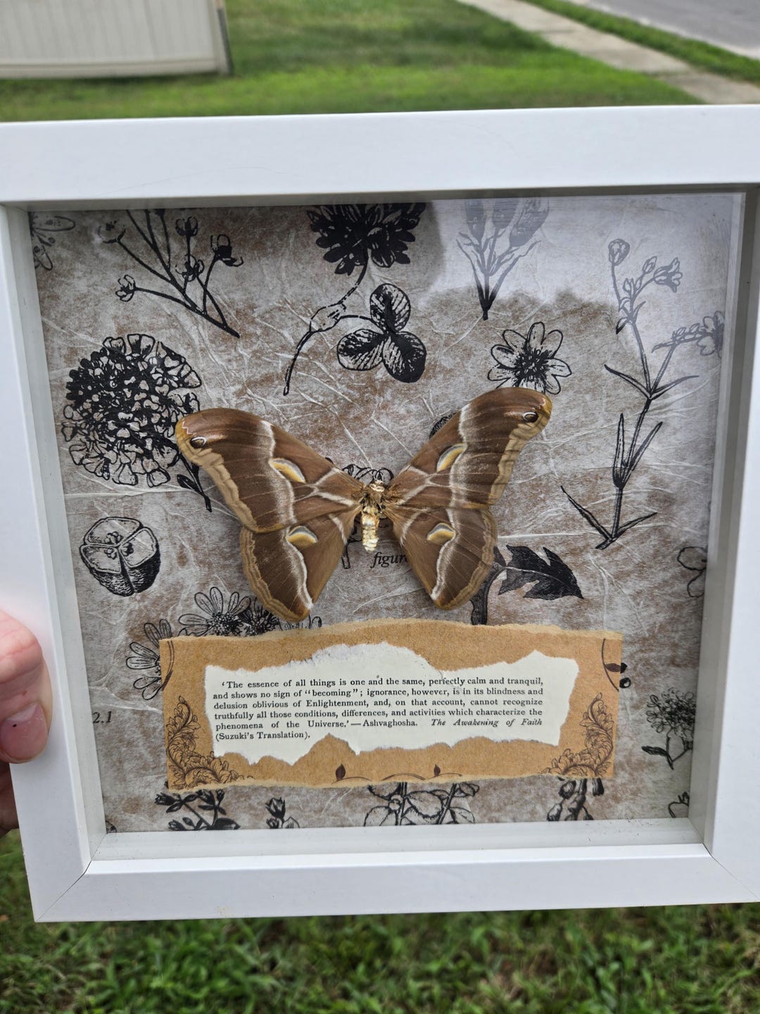 Real Pinned Silk Moth - Curio Moth Display - Ailanthus Silk Moth - Etsy