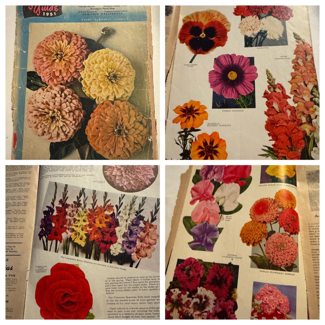 Navlet's Garden Guide 1951 San Jose Drive in Nursery Vintage Catalog - Etsy