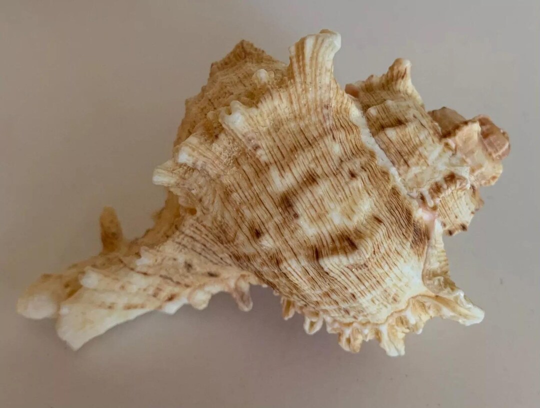 Florida Crown Conch 3.75 Seashell Sea SHELL - Etsy