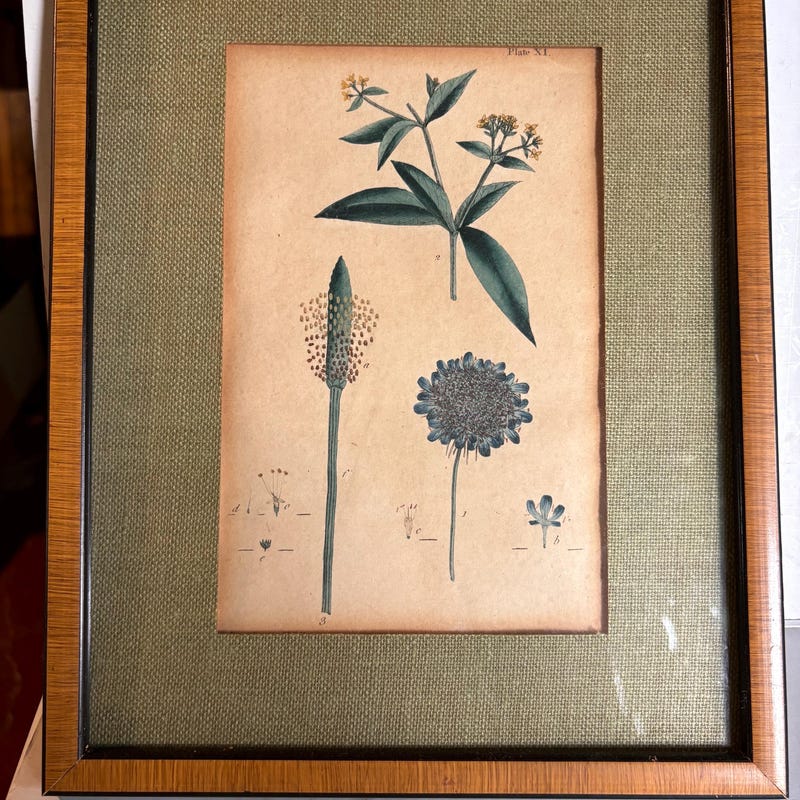 Hand Colored Etching - Etsy