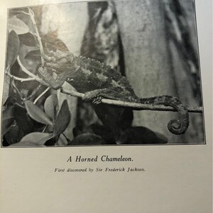 Photographing Wildlife Across the World Cherry Kearton 1923 Edition ...