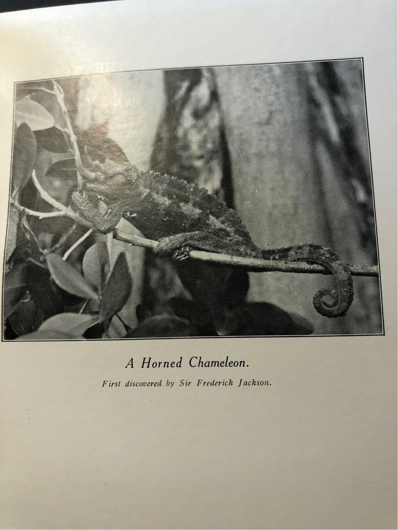 Photographing Wildlife Across the World Cherry Kearton 1923 - Etsy