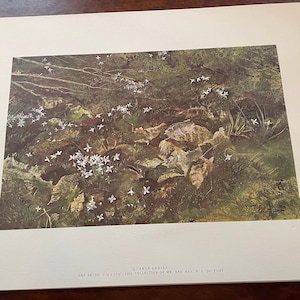Andrew Wyeth, Quaker Ladies or Bluet. Published Lithograph Print Mid ...