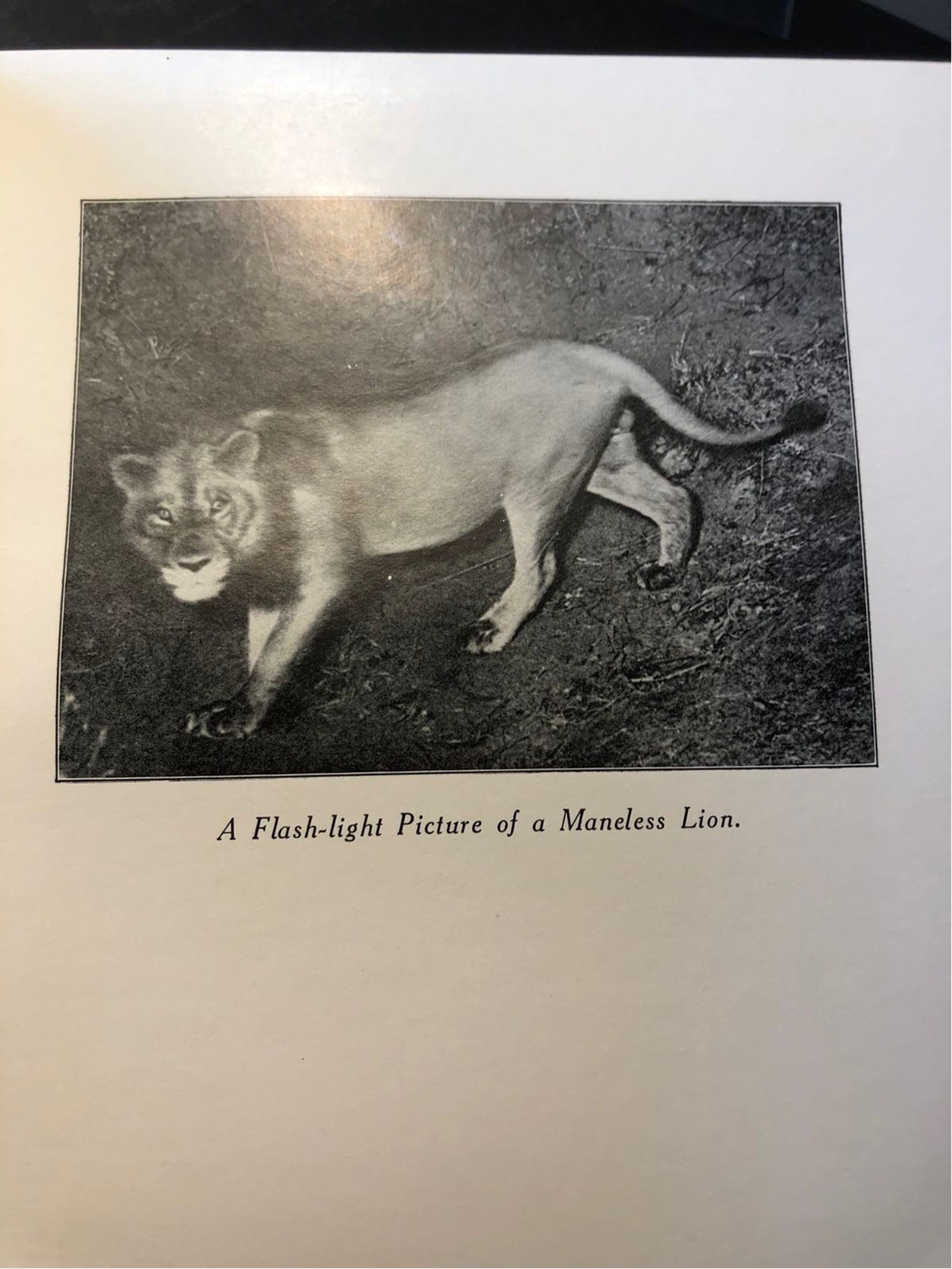 Photographing Wildlife Across the World Cherry Kearton 1923 - Etsy