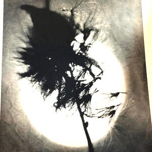 1939 Erwe the Sun Through a Plant | Heliogravure | Collectible Stylized ...