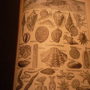 Mollusks - French Lithograph - Sea Shells and Creatures- 1920s Original ...