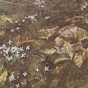 Andrew Wyeth, Quaker Ladies or Bluet. Published Lithograph Print Mid ...
