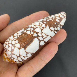 Rare Aureus Cone Shell (3 Inch): Patterned Seashell Collection - Etsy