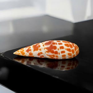 Rare Large Cone Shell Collection, Unique Seashell Collection, Large ...