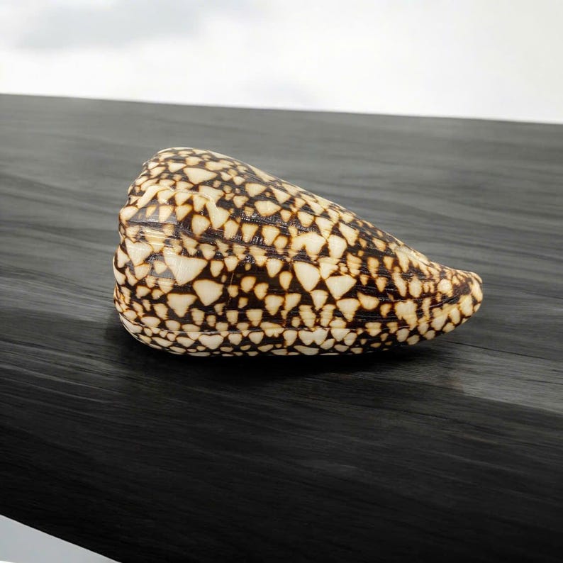 Rare Large Cone Shell Collection, Unique Seashell Collection, Large ...