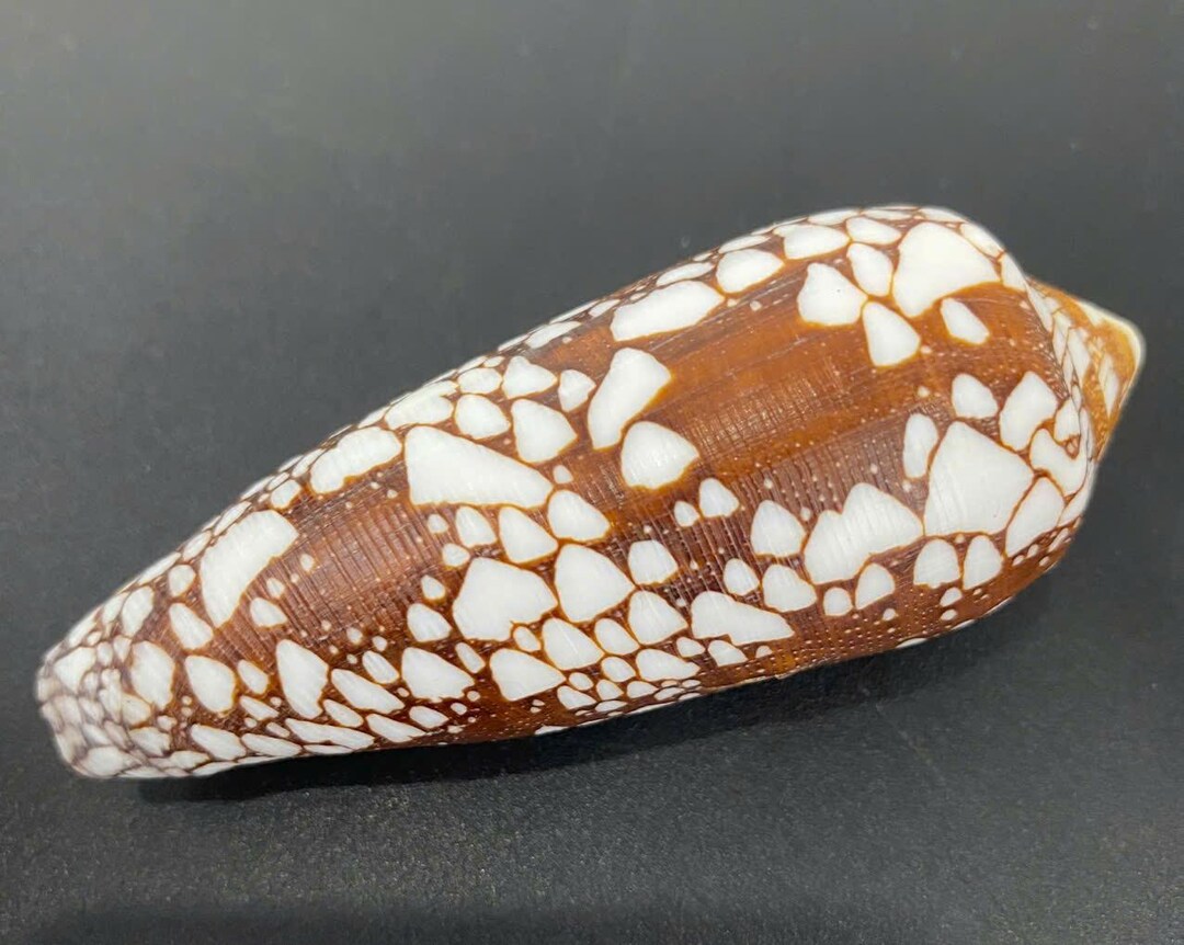 Aureus Cone Shell (3inch), Patterned Cone Shell, Conus Aureus ...