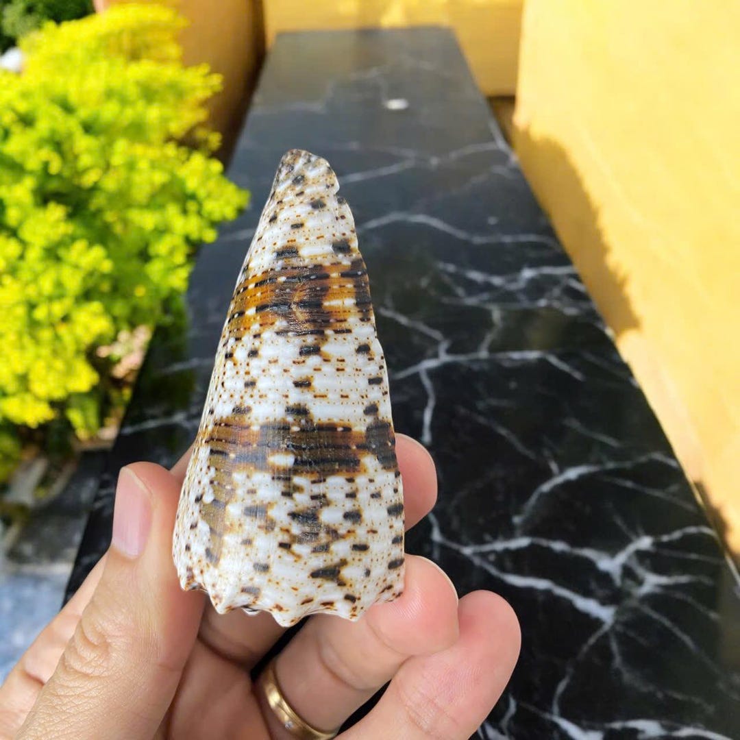 Seashells Imperial Cone Conus Imperialis 2 1/2'' - 3'', Seashell Collection, Seashell Wedding ...