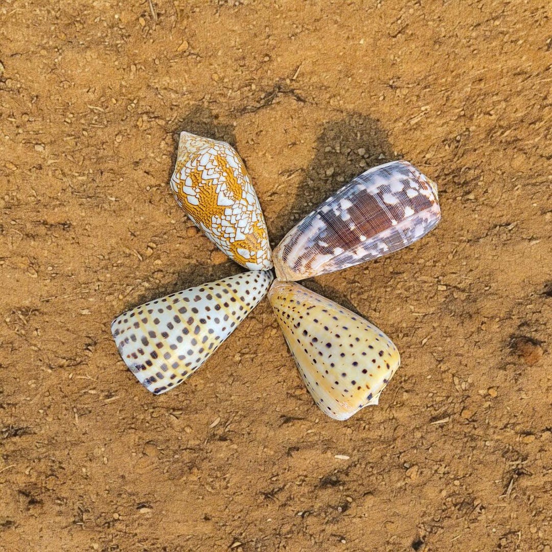 Set 4 Cone Shell Collection (70mm-80mm), Seashell Collection, Seashell ...