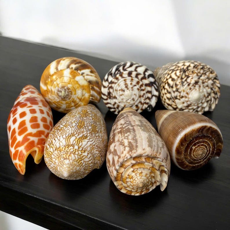 Rare Large Cone Shell Collection, Unique Seashell Collection, Large ...