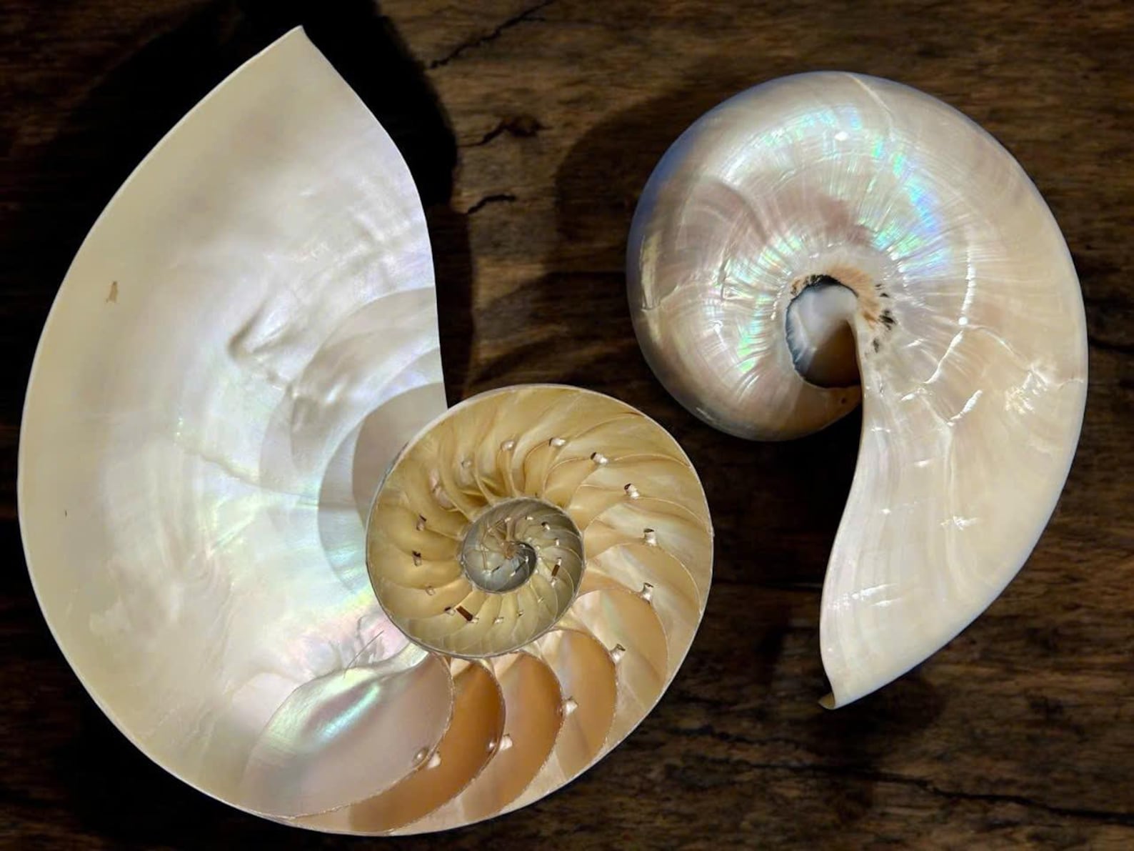 Nautilus Slices Shell Display, Nautilus Sliced Shell Collection ...
