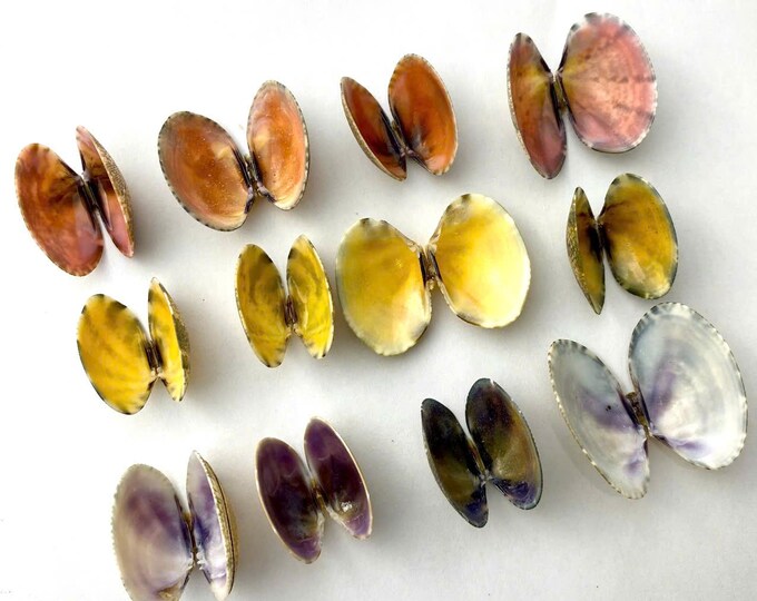 Extremely Rare Color Clam Shell (color Inside Shell), 12pcs Scallop ...