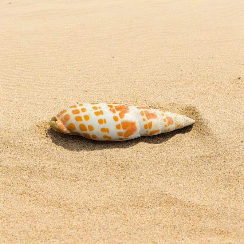 Rare Cone Shell Collection: Large Seashells, Coastal Decor - Etsy
