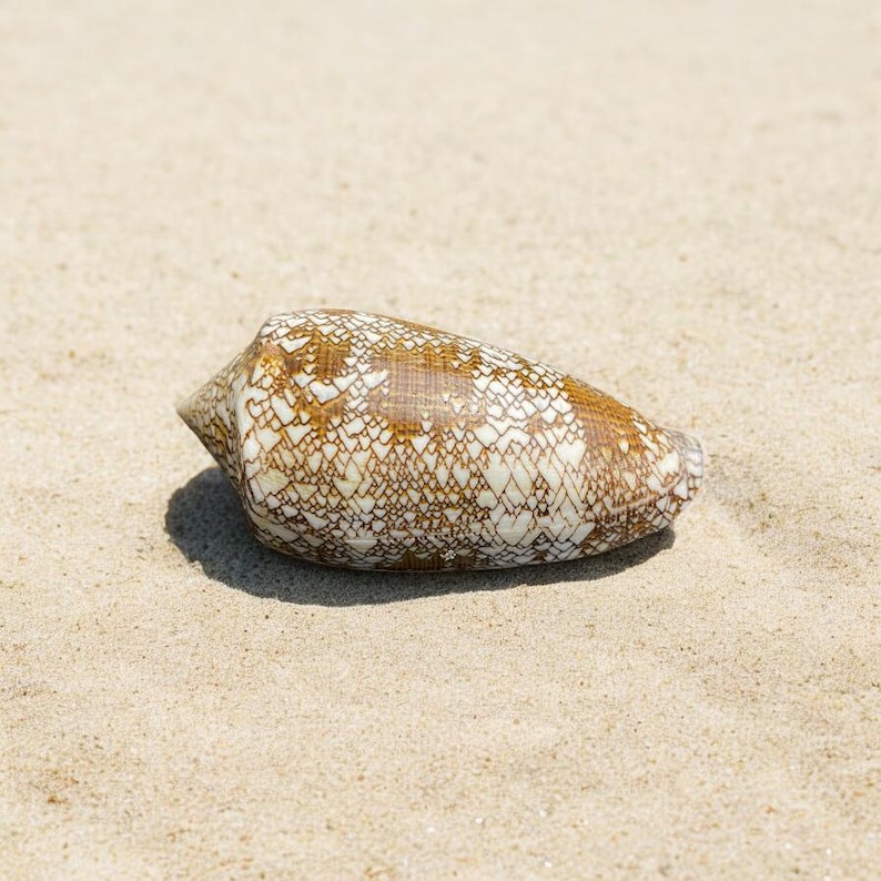 Rare Cone Shell Collection: Large Seashells, Coastal Decor - Etsy