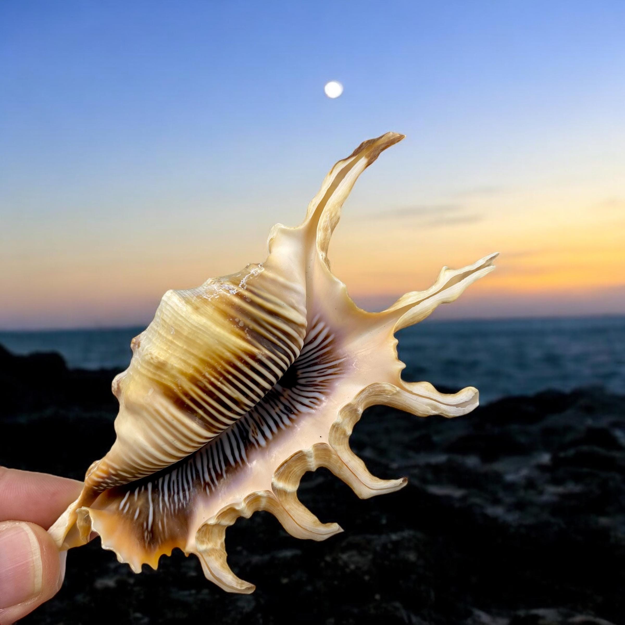 Rare Large Natural Sea Shells Beach Wedding Decoration, Beautiful Shell ...