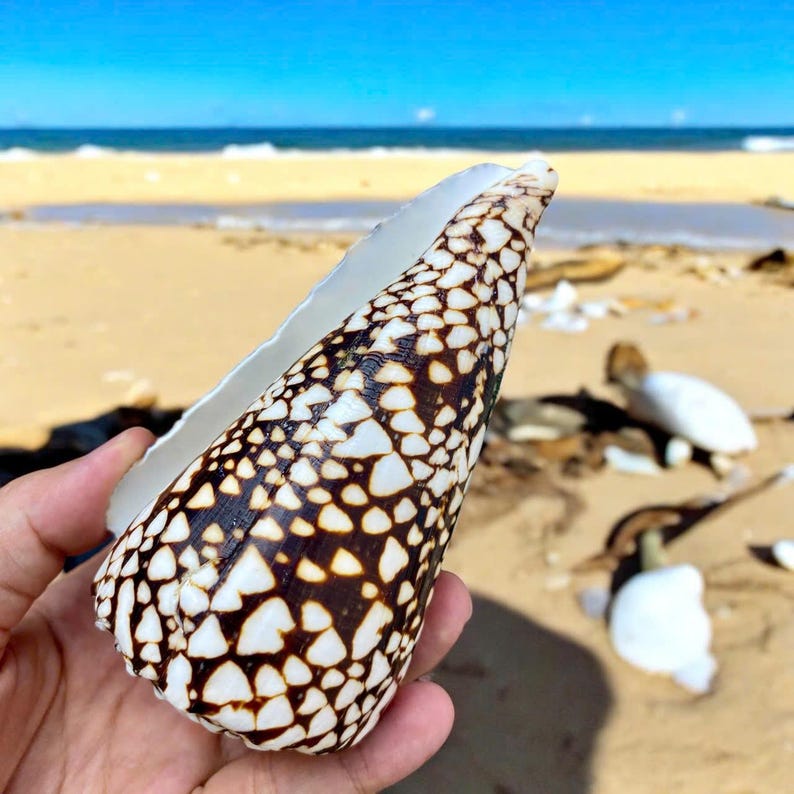 Rare Marble Cone Shell Specimen: Unique Seashell Collection (135mm ...