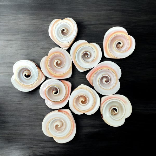 Heart Shaped Shell - Etsy
