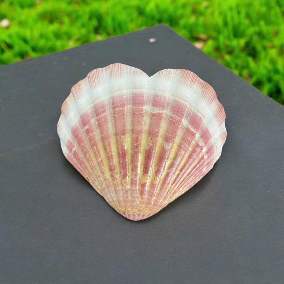 3pcs Heart Clam Shells Valentines Decor (4-5inch), Heart Shell Decor ...