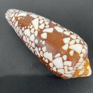 Rare Aureus Cone Shell (3 Inch): Patterned Seashell Collection - Etsy